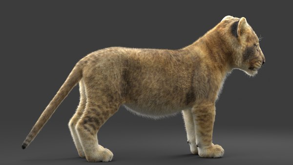 3D model lion cub - TurboSquid 1427426