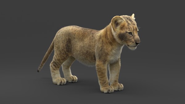 3D model lion cub - TurboSquid 1427426
