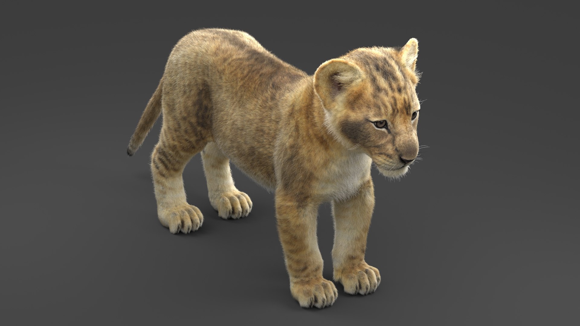 3D Model Lion Cub - TurboSquid 1427426