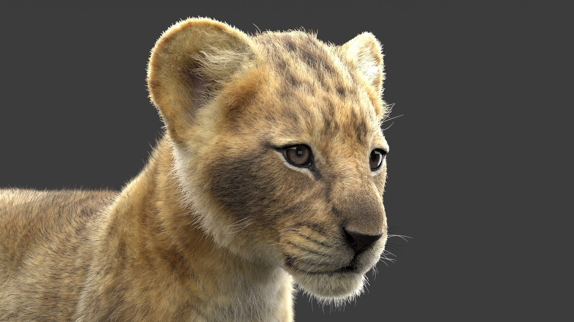 3D Model Lion Cub - TurboSquid 1427426