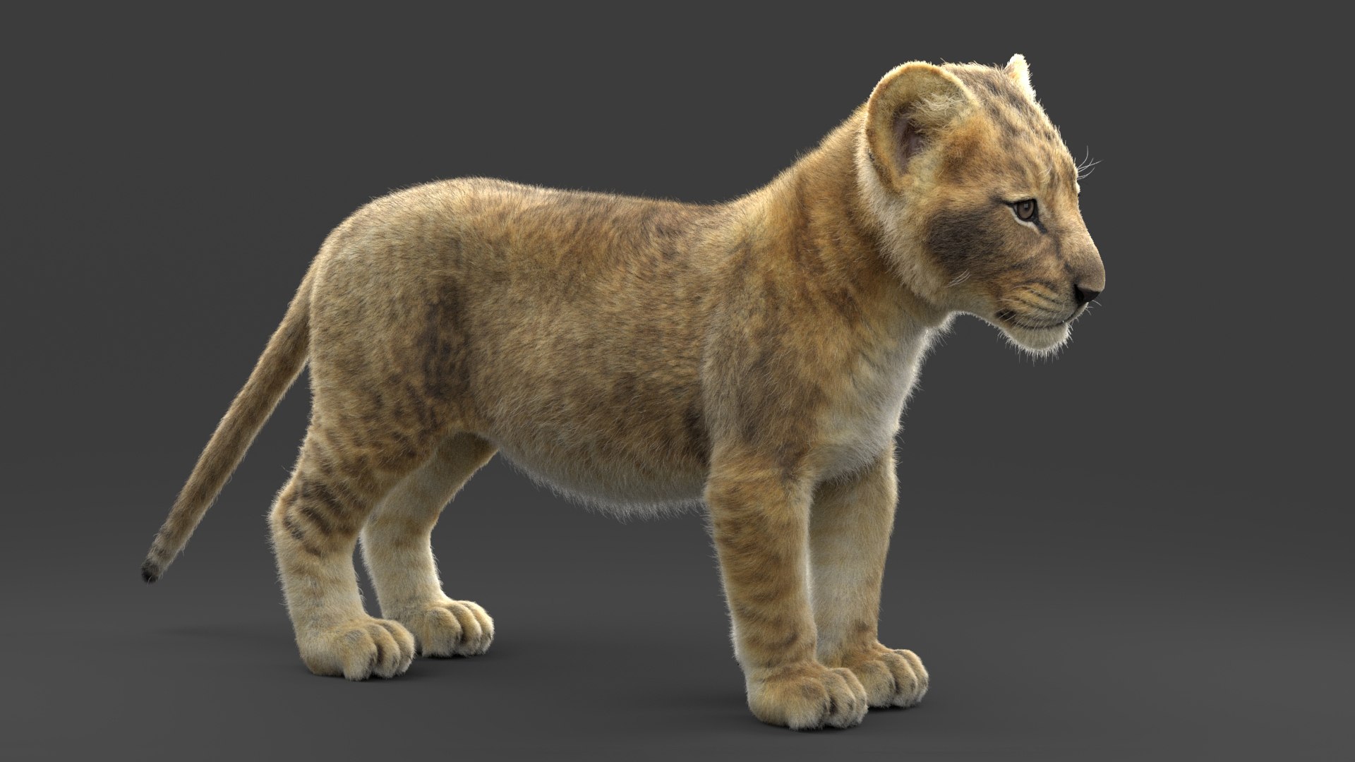 3D Model Lion Cub - TurboSquid 1427426