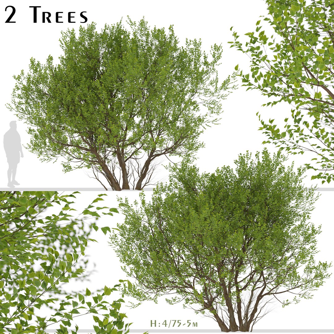 3D Set Of Common Hazel Or Corylus Avellana Trees - 2 Trees Model ...