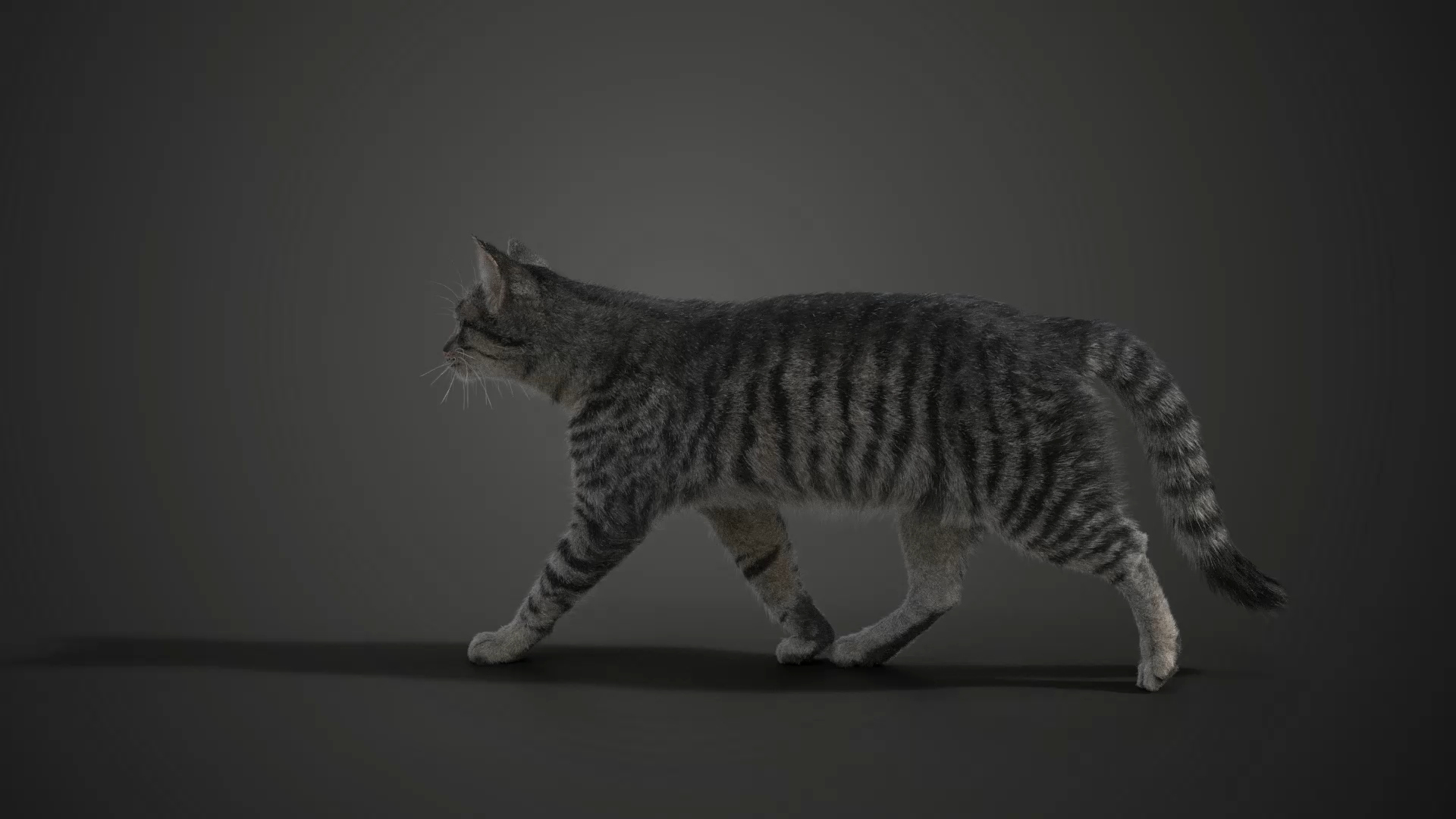 Grey Cat Animated Modelo 3D - TurboSquid 1883405