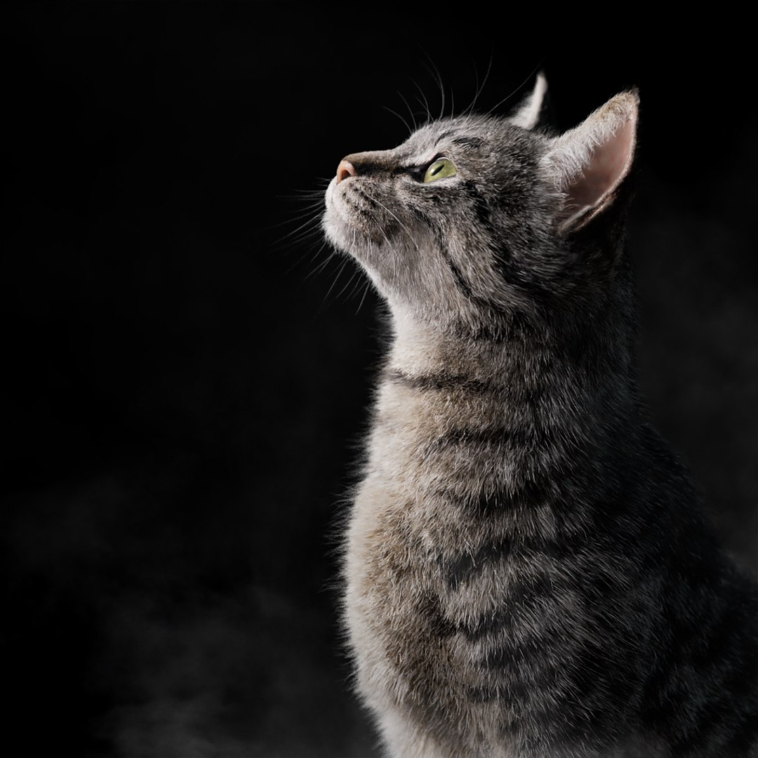 3D модель Grey Cat Animated - TurboSquid 1883405