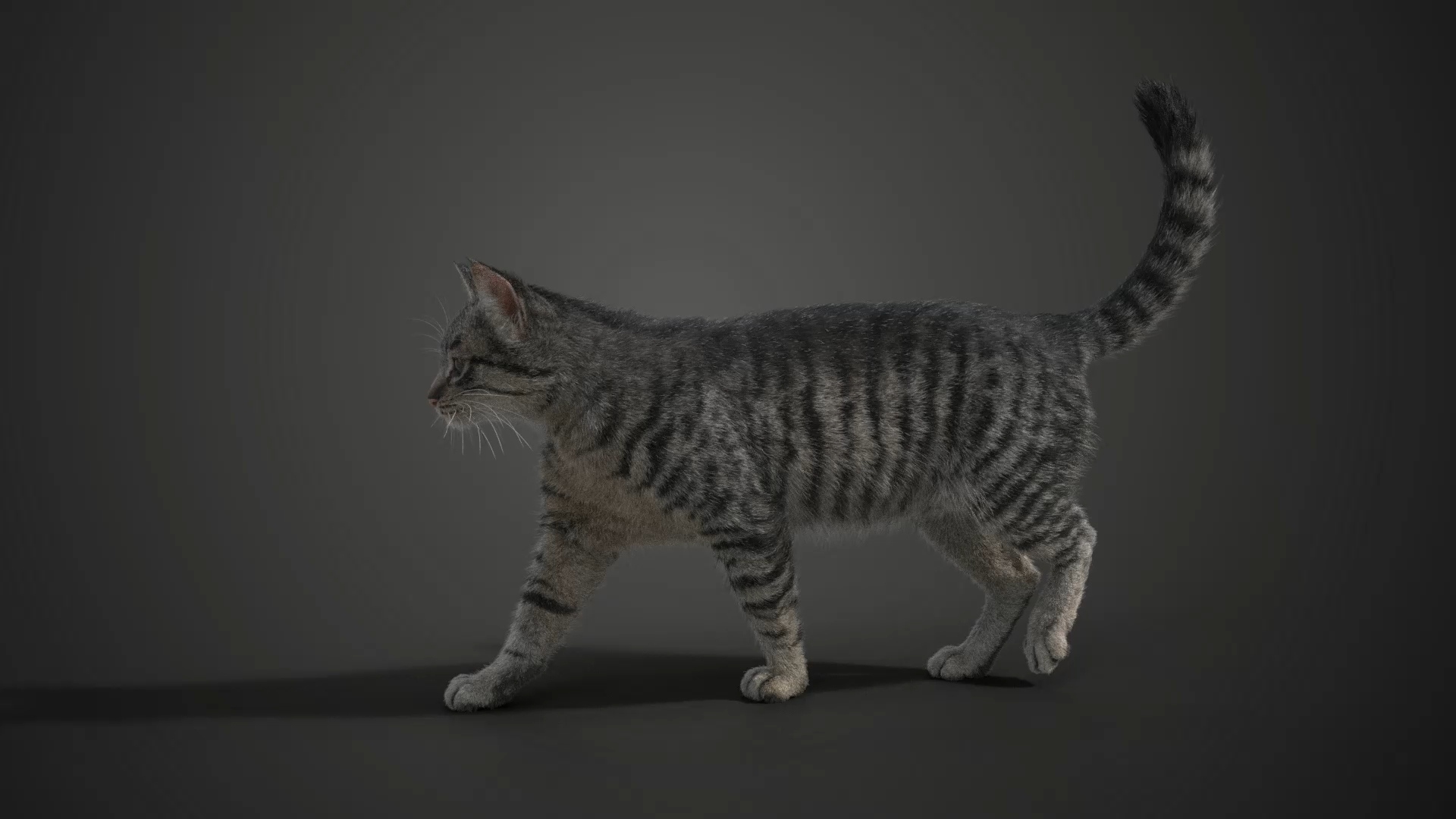 Grey Cat Animated Modelo 3D - TurboSquid 1883405
