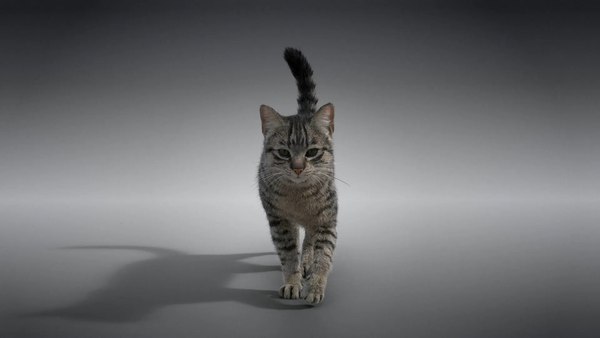 3D модель Grey Cat Animated - TurboSquid 1883405