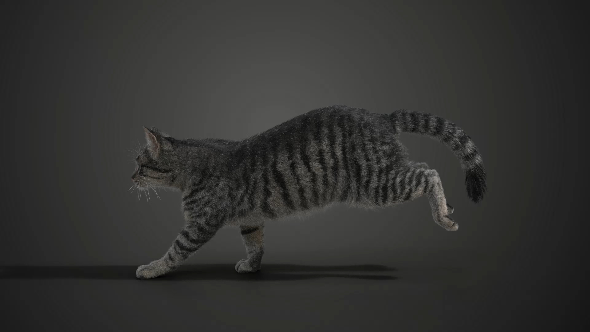 Grey Cat Animated Modelo 3D - TurboSquid 1883405