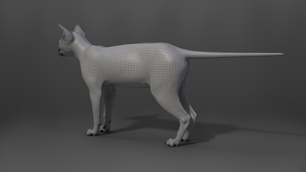 Grey Cat Animated 3D 모델 - TurboSquid 1883405