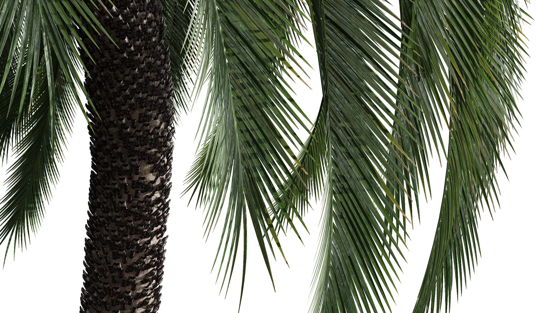 New Tree High Detail Macrozamia Moorei Palm 3D - TurboSquid 2242455