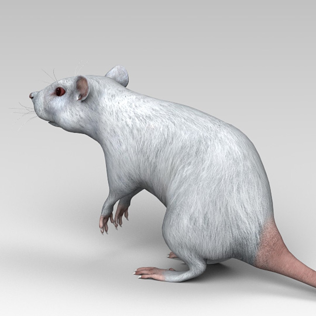 white rat obj