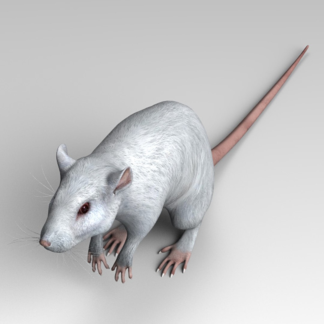 white rat obj