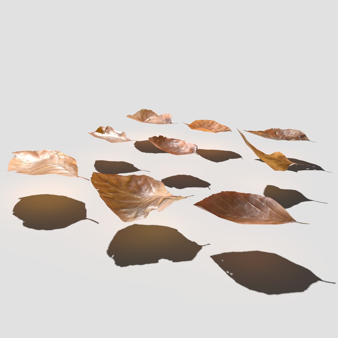 3D Dry Beech Leaves Pack Model - TurboSquid 1502392