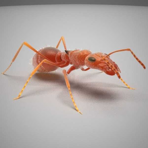 3d red ant