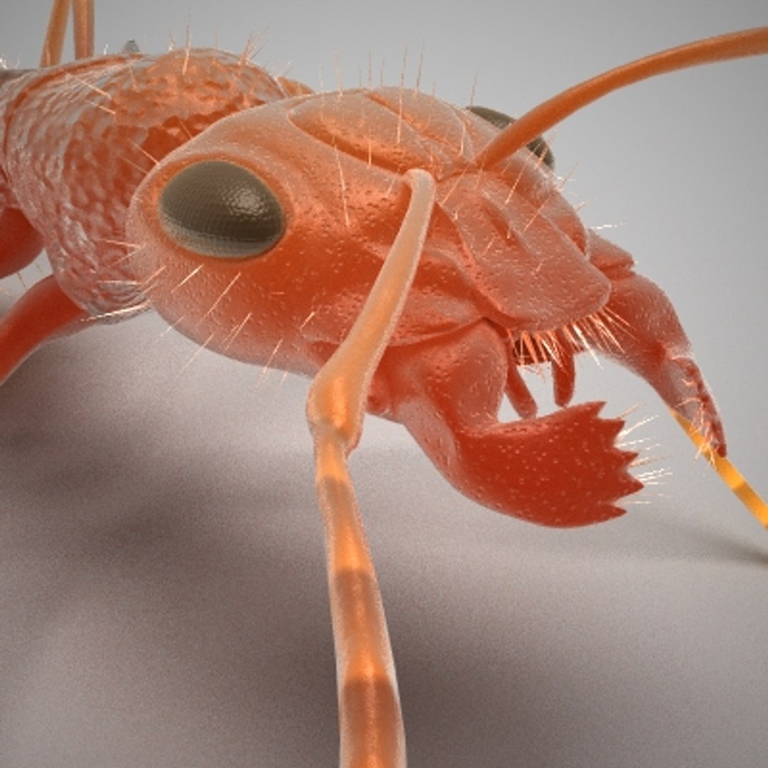 3d Red Ant