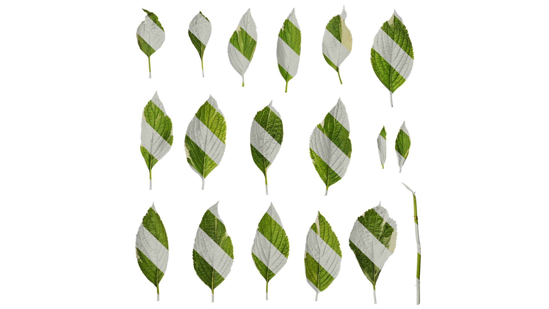 3D Anydrafts Hydrangea Macrophylla Maculata Leaf 01 Textures ...