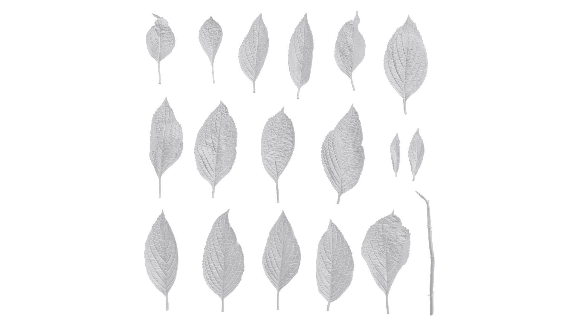 3D Anydrafts Hydrangea Macrophylla Maculata Leaf 01 Textures ...