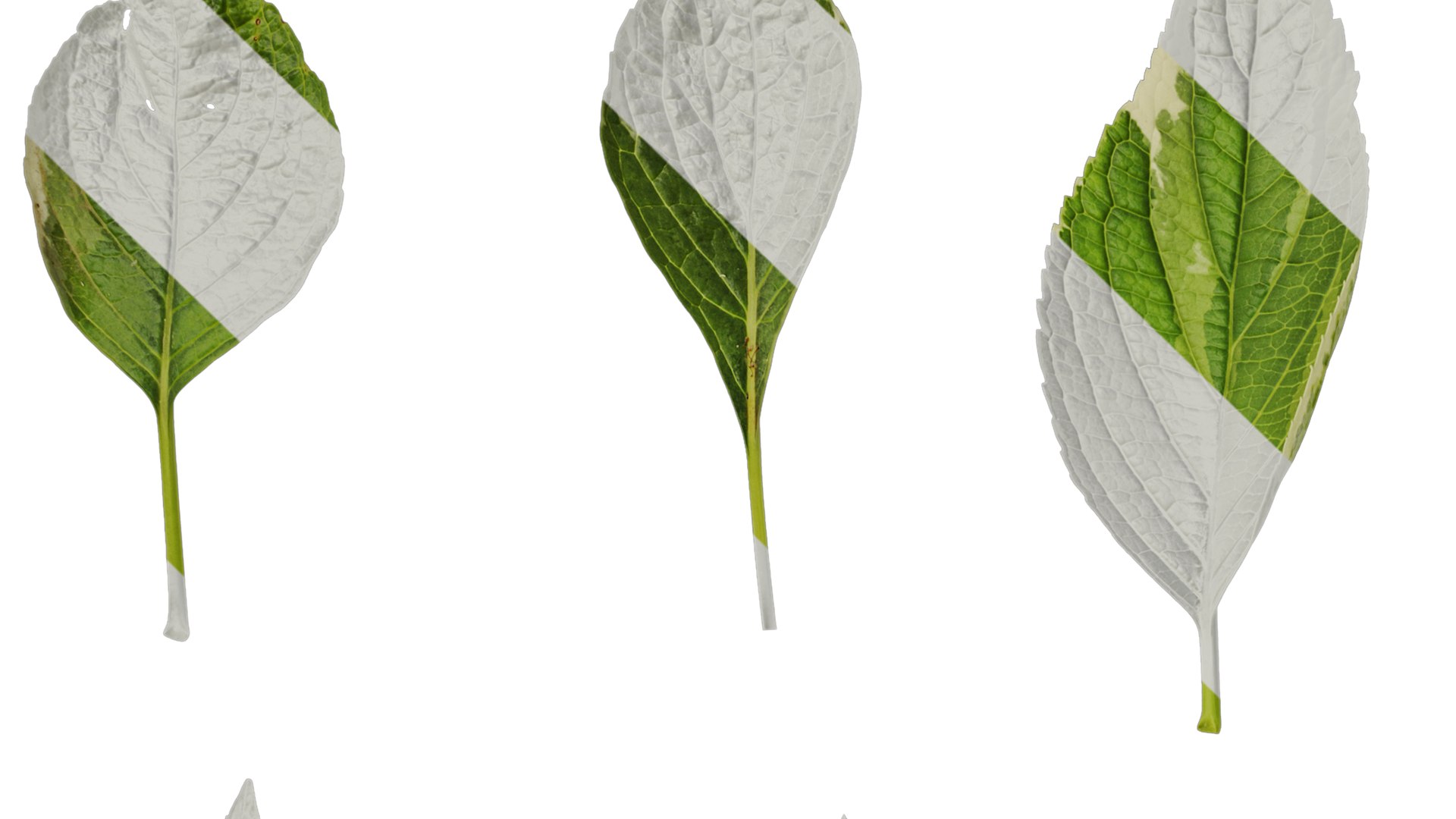 3D Anydrafts Hydrangea Macrophylla Maculata Leaf 01 Textures ...