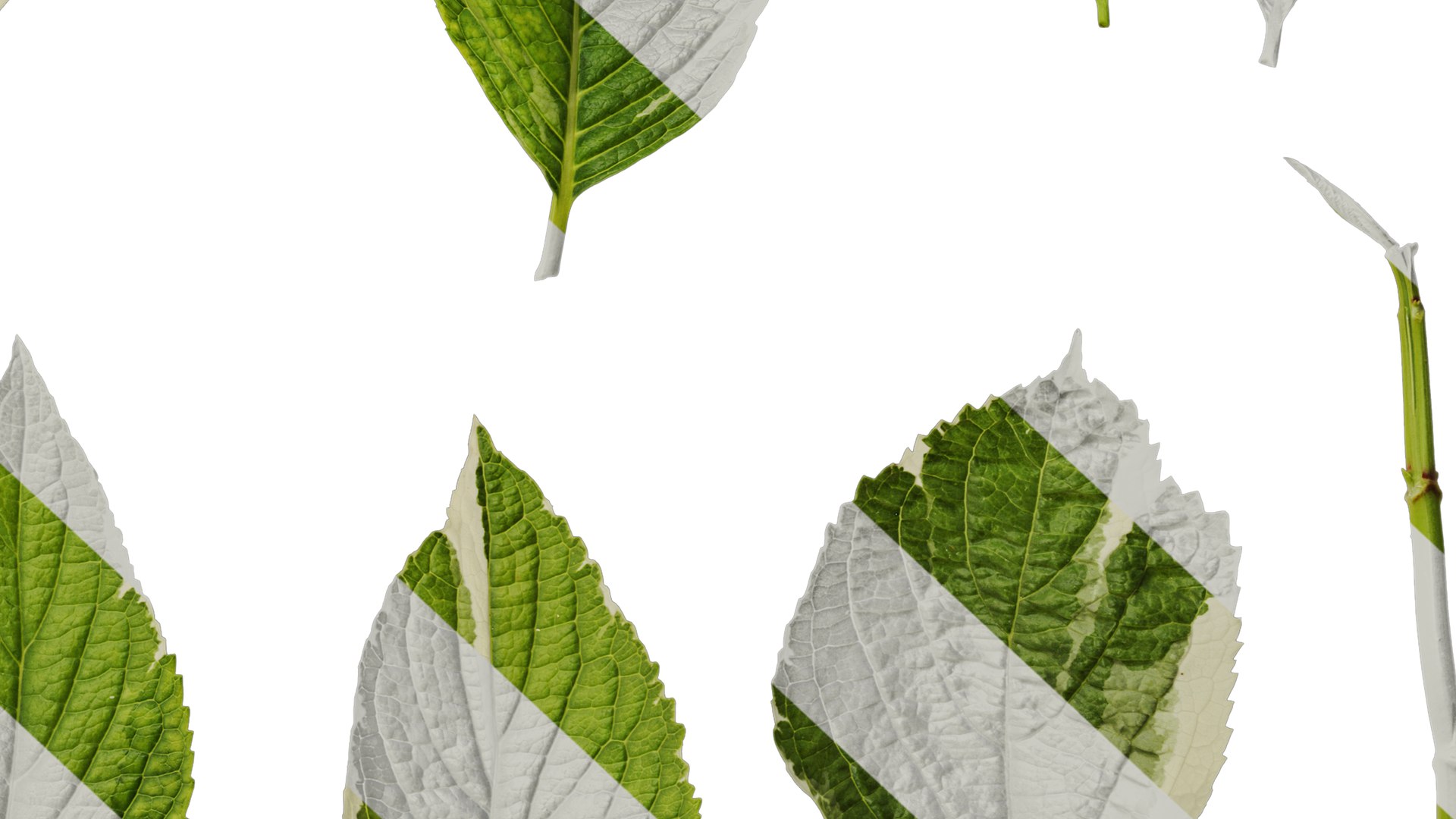 3D Anydrafts Hydrangea Macrophylla Maculata Leaf 01 Textures ...