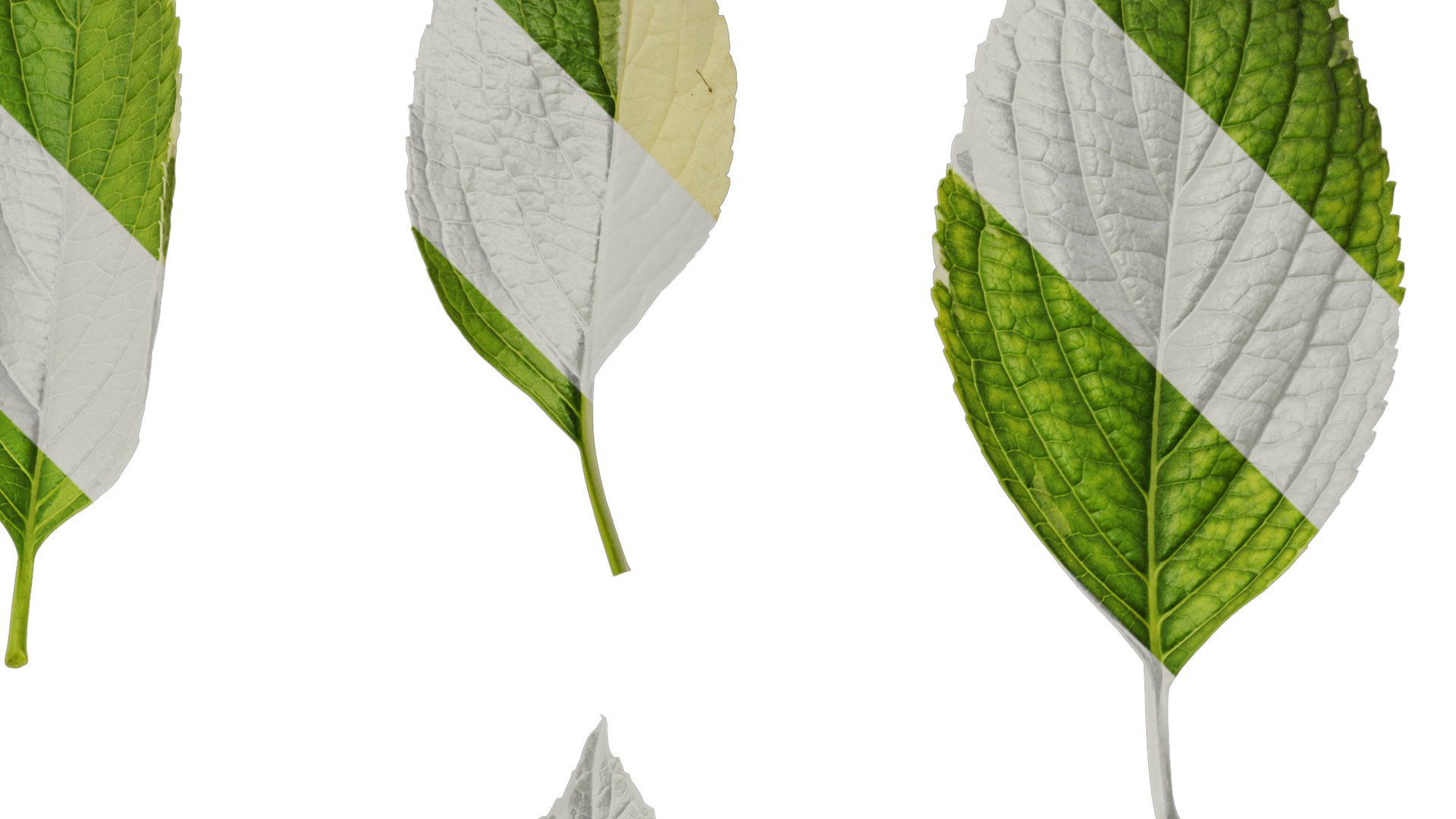 3D Anydrafts Hydrangea Macrophylla Maculata Leaf 01 Textures ...