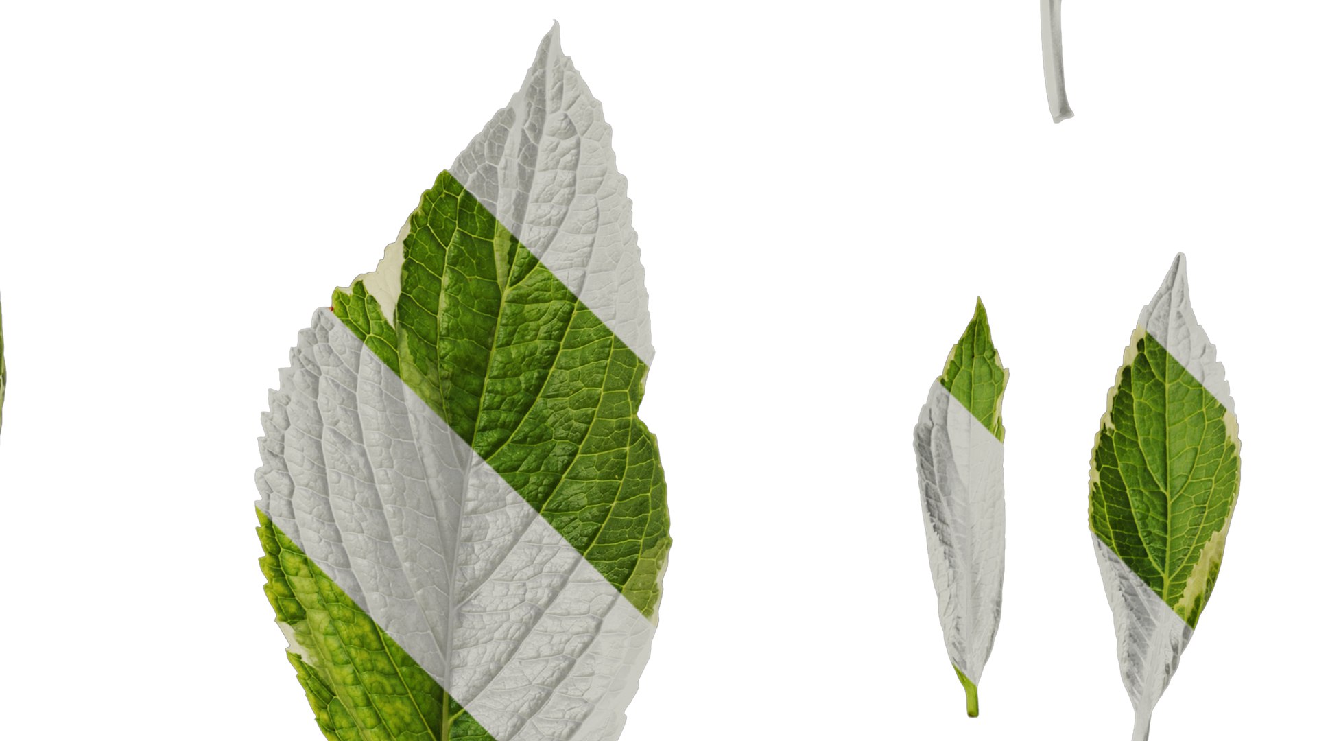 3D Anydrafts Hydrangea Macrophylla Maculata Leaf 01 Textures ...