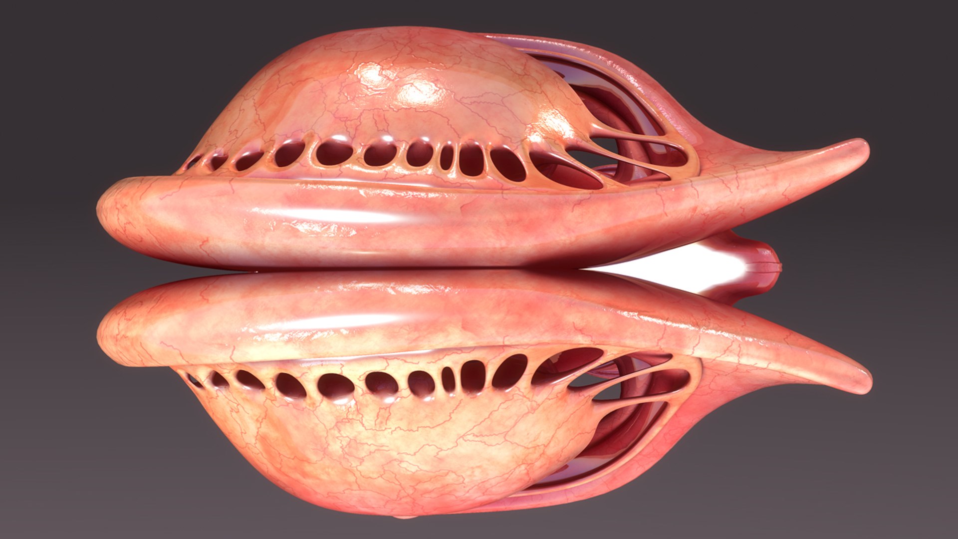 3d inner section brain