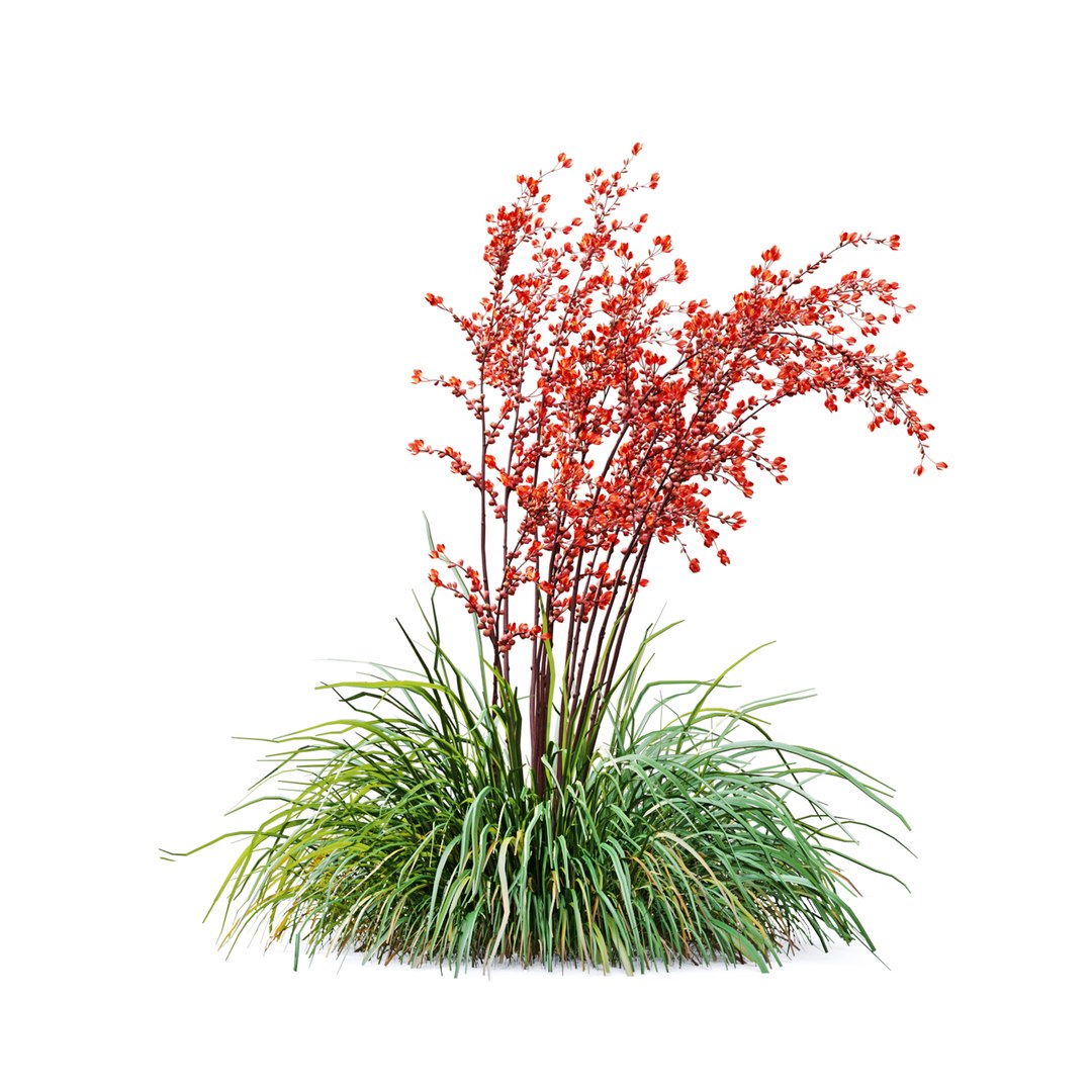 Hesperaloe Parviflora 3D Model - TurboSquid 1946320