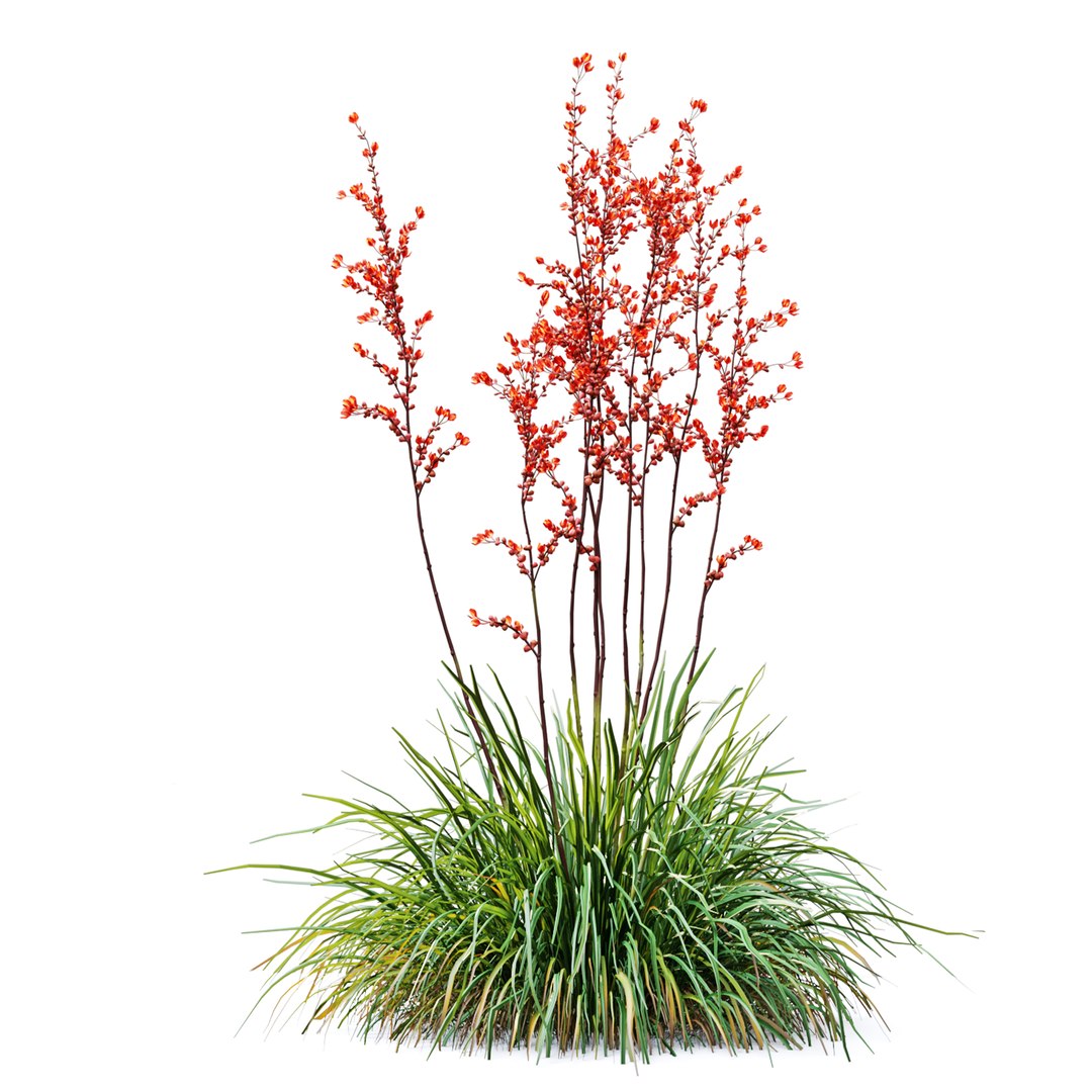 Hesperaloe Parviflora 3D Model - TurboSquid 1946320