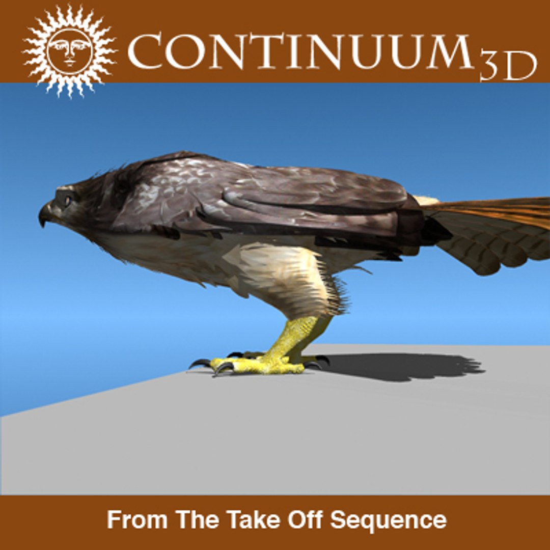 3d Red Tailed Hawk