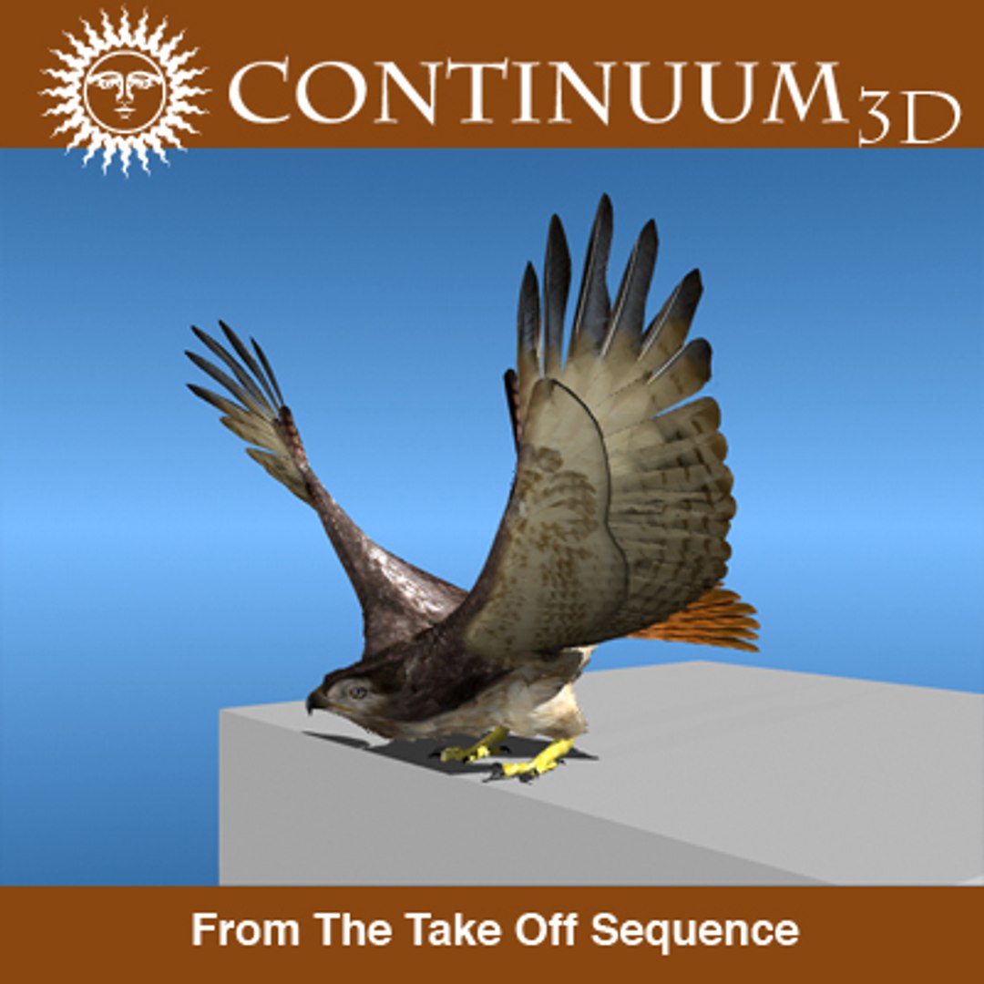 3d Red Tailed Hawk