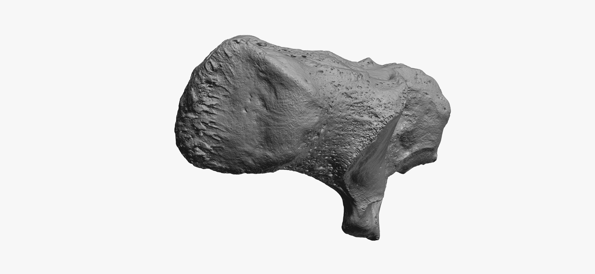 Calcaneus Bone 01 Raw 3D Model - TurboSquid 1533744