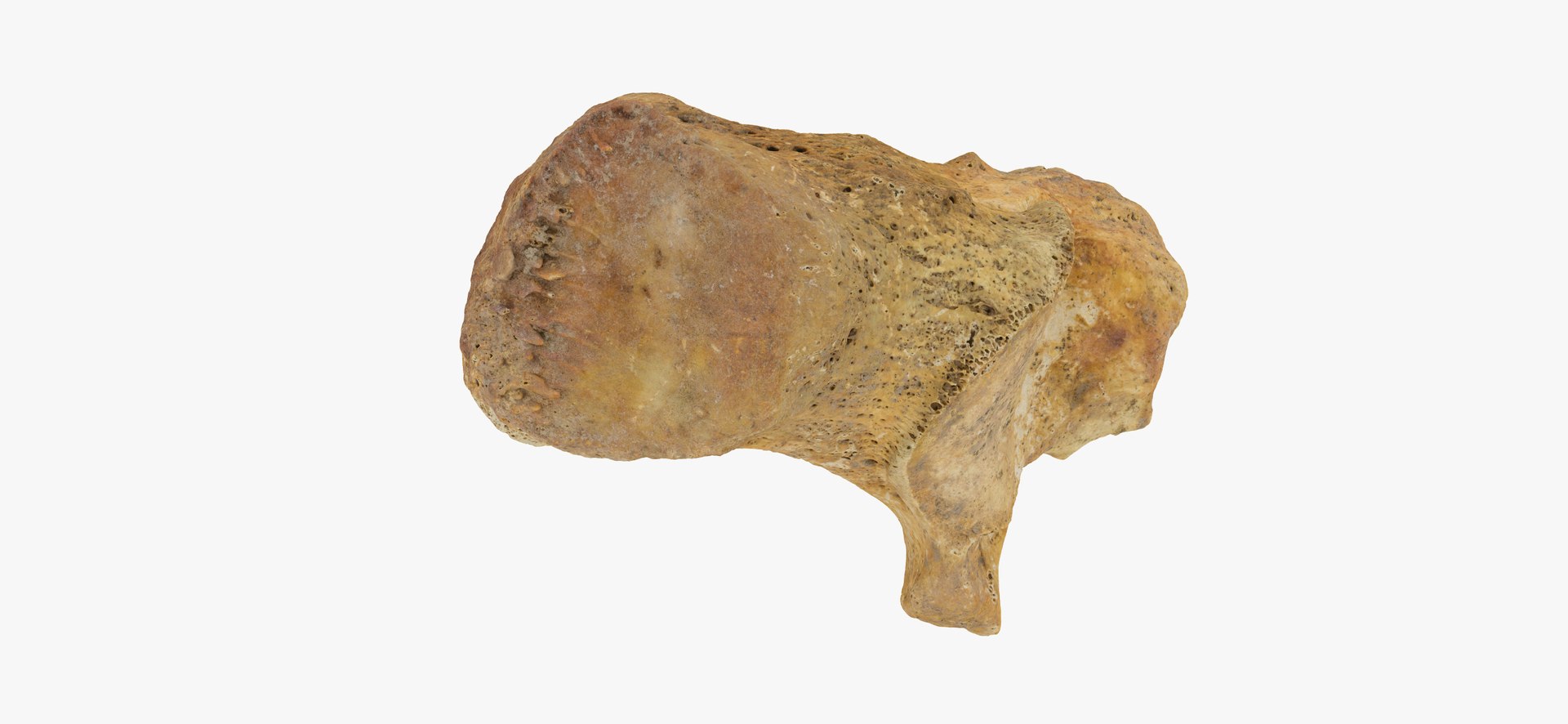 Calcaneus Bone 01 Raw 3D Model - TurboSquid 1533744