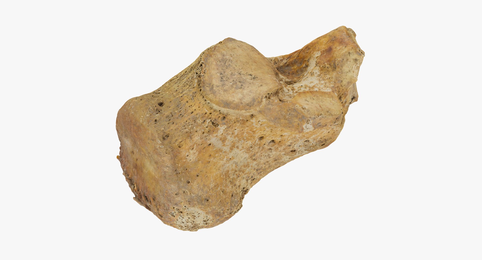 Calcaneus Bone 01 Raw 3D Model - TurboSquid 1533744