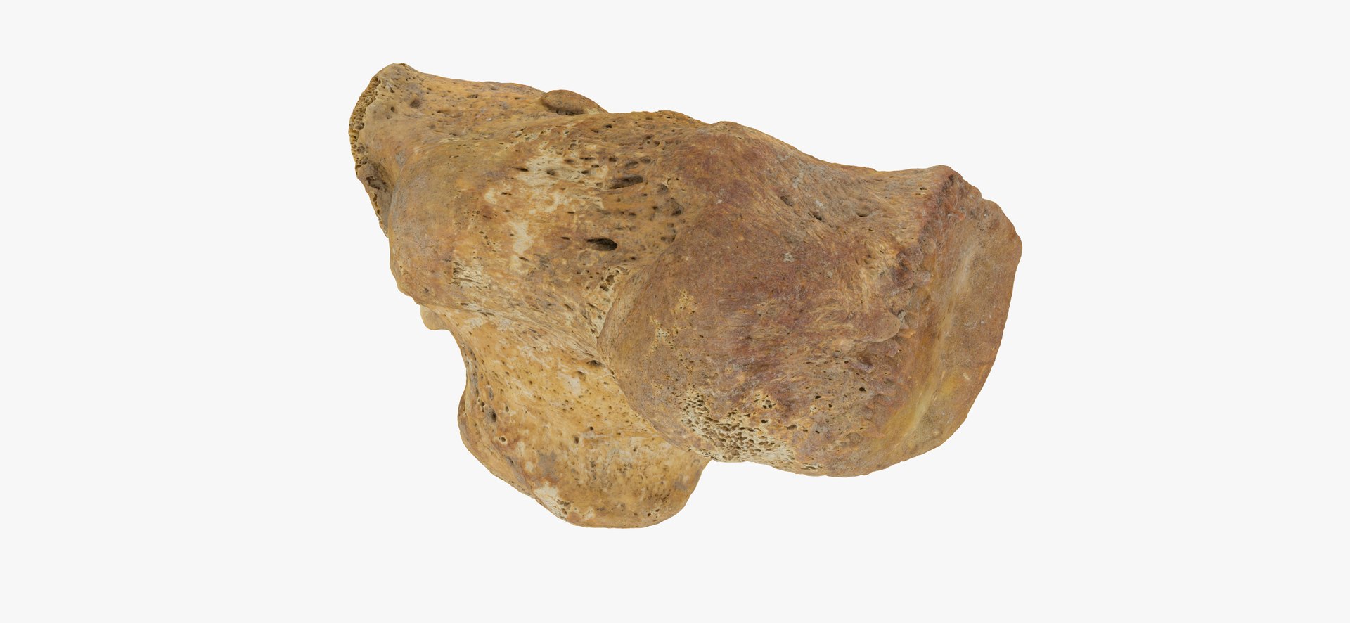 Calcaneus Bone 01 Raw 3D Model - TurboSquid 1533744