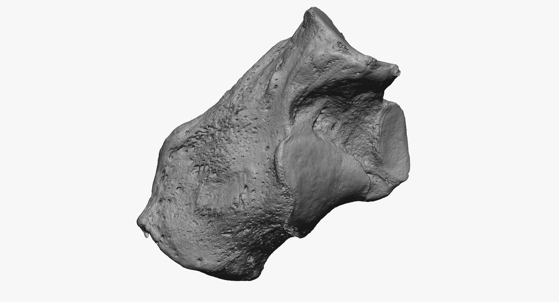 Calcaneus Bone 01 Raw 3D Model - TurboSquid 1533744