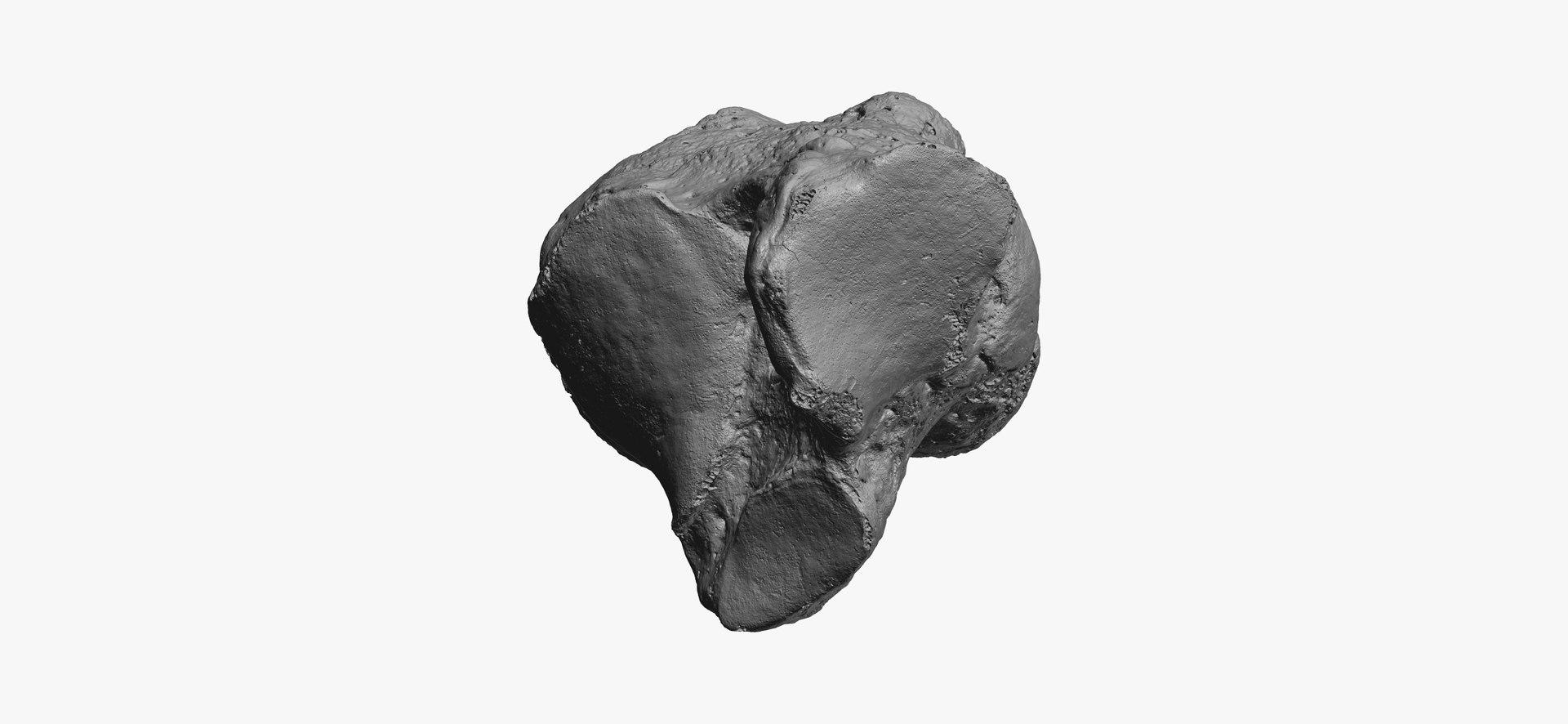 Calcaneus Bone 01 Raw 3D Model - TurboSquid 1533744