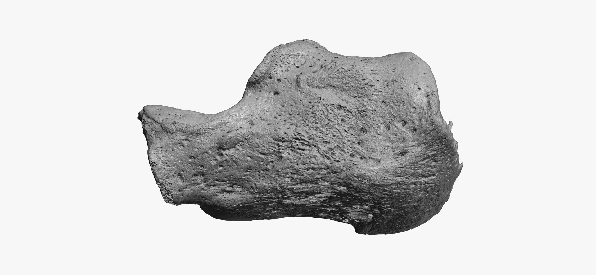 Calcaneus Bone 01 Raw 3D Model - TurboSquid 1533744