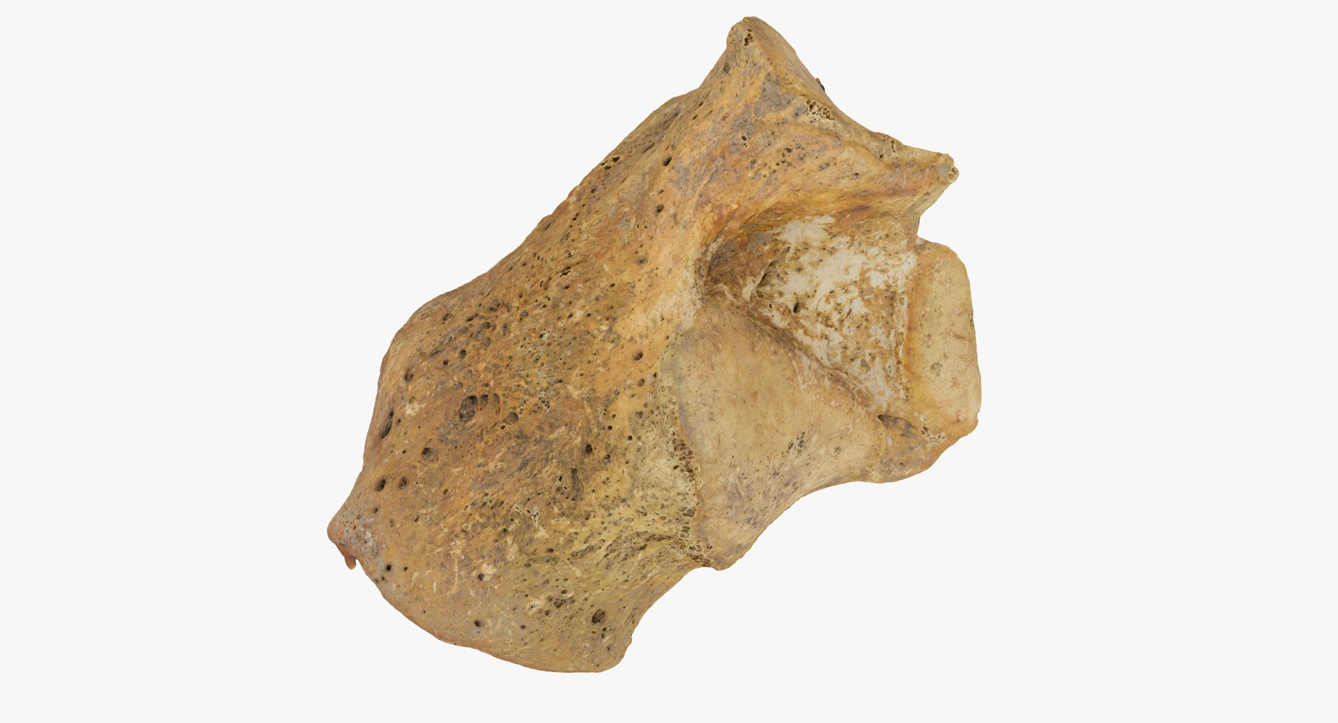 Calcaneus Bone 01 Raw 3D Model - TurboSquid 1533744