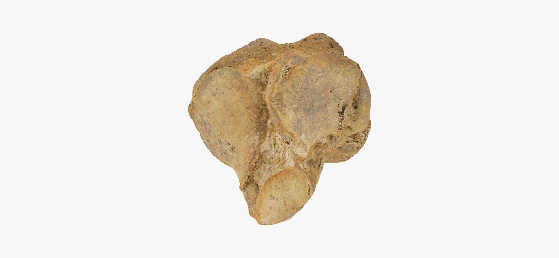 Calcaneus Bone 01 Raw 3D Model - TurboSquid 1533744