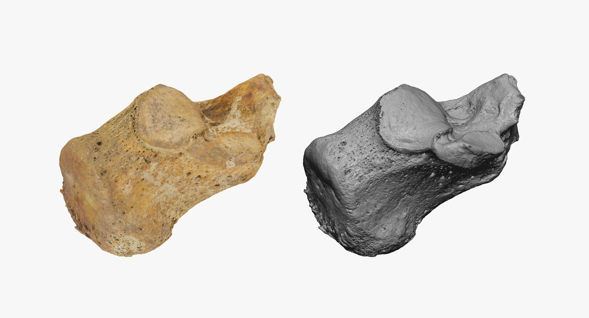 Calcaneus Bone 01 Raw 3D Model - TurboSquid 1533744