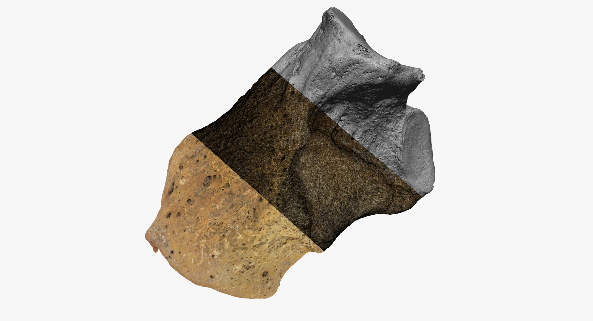 Calcaneus Bone 01 Raw 3D Model - TurboSquid 1533744