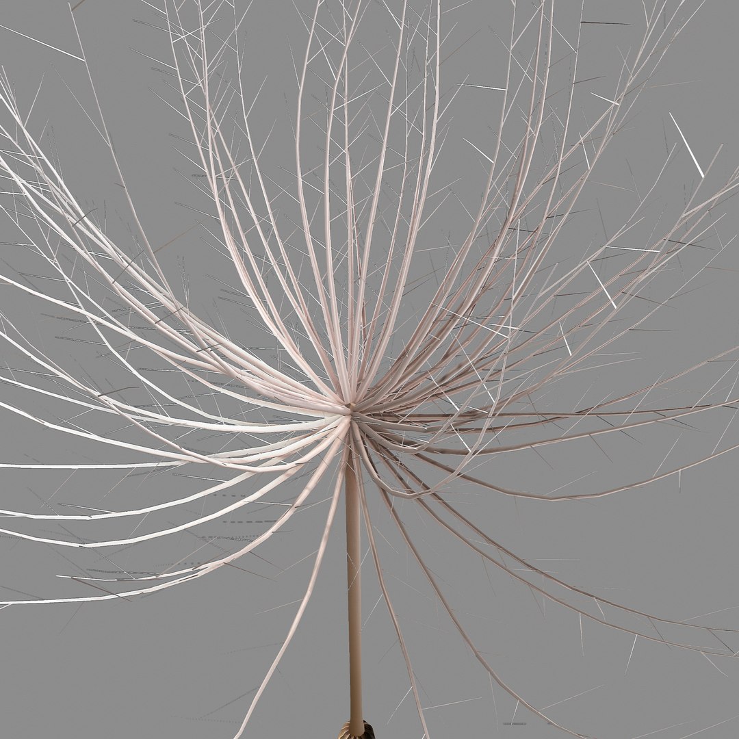 3D Dandelion V1 - TurboSquid 1911042