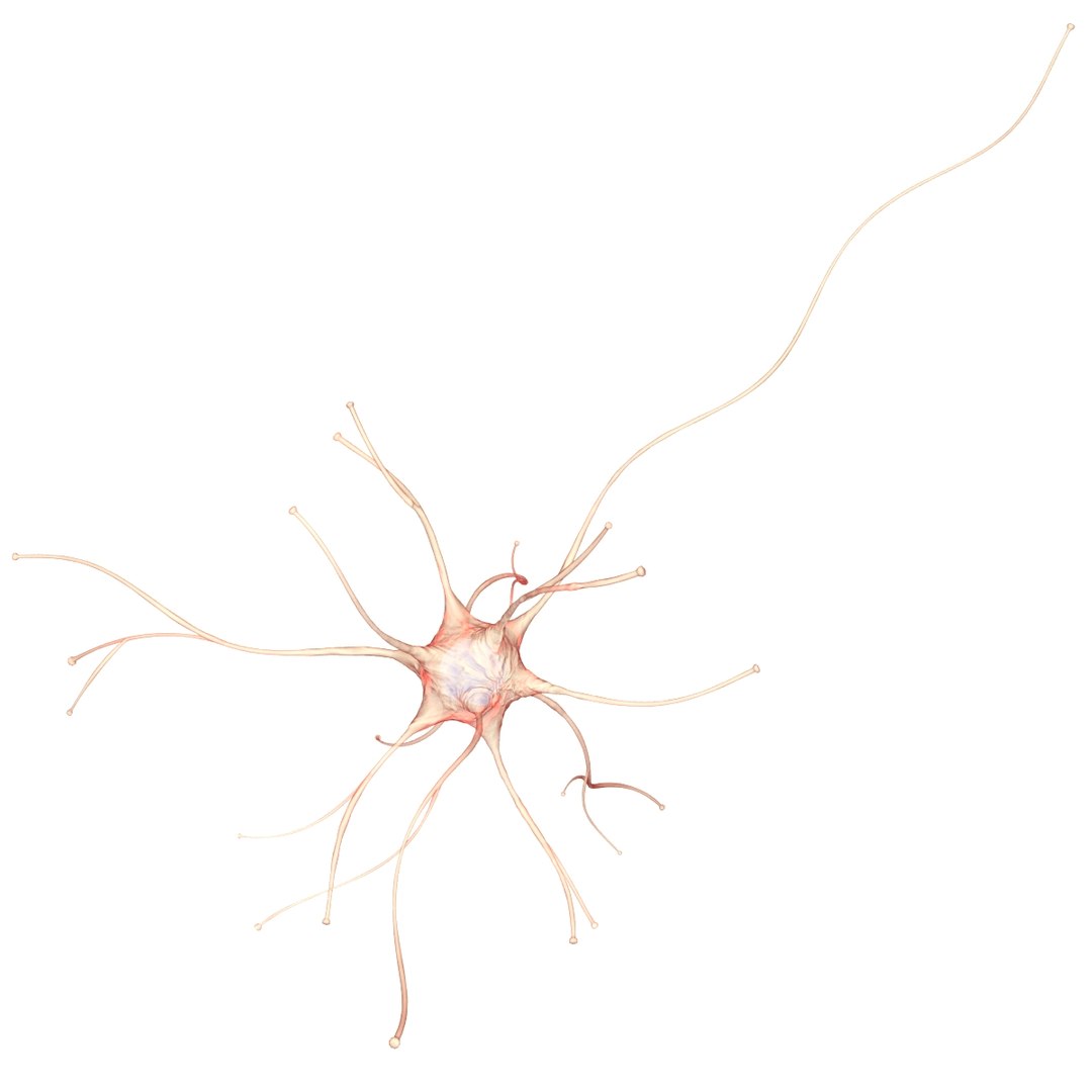 Neuron Cell Animation Ready 3d Model