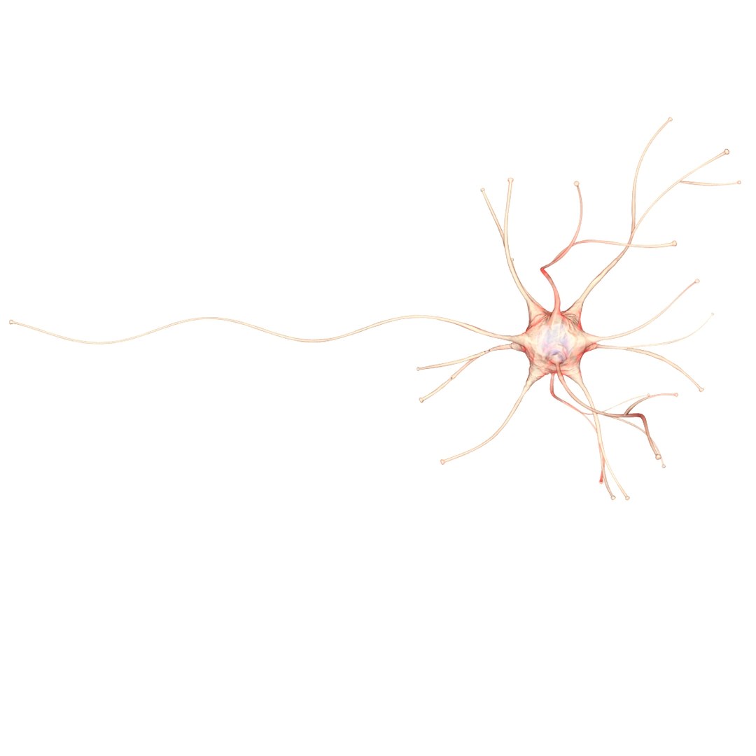 Neuron Cell Animation Ready 3d Model