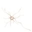 Neuron Cell Animation Ready 3d Model