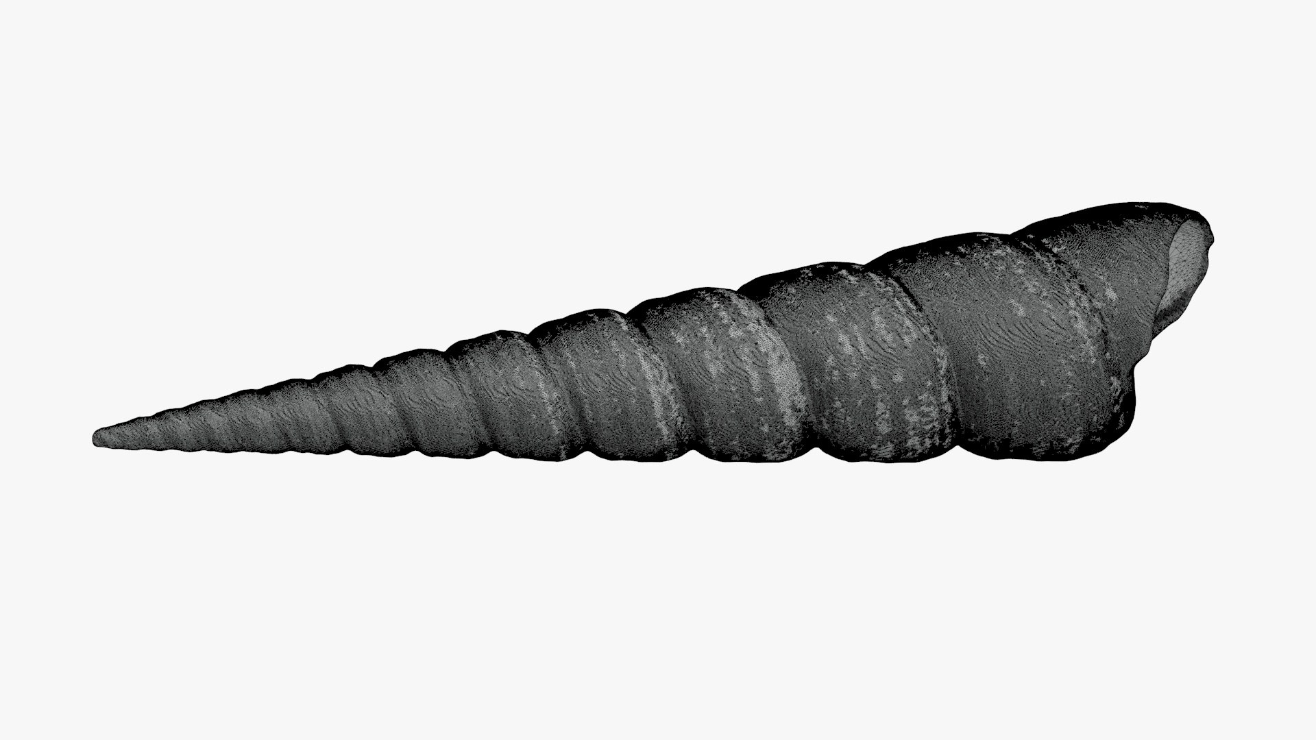 3D Turritella Communis For 3D Print - TurboSquid 2362101