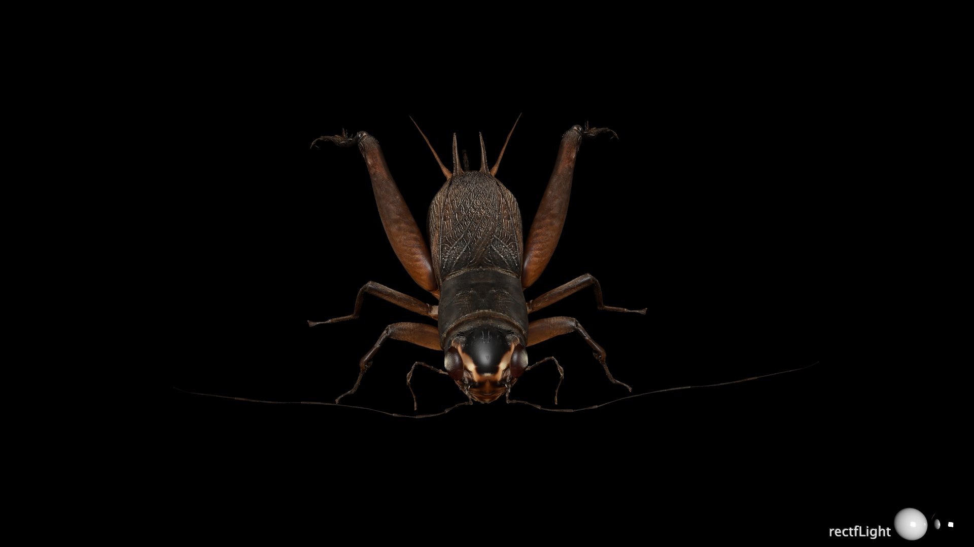 3D Cricket Model - TurboSquid 2409269