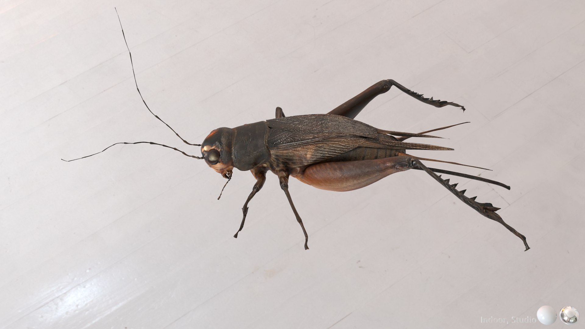 3D Cricket Model - TurboSquid 2409269