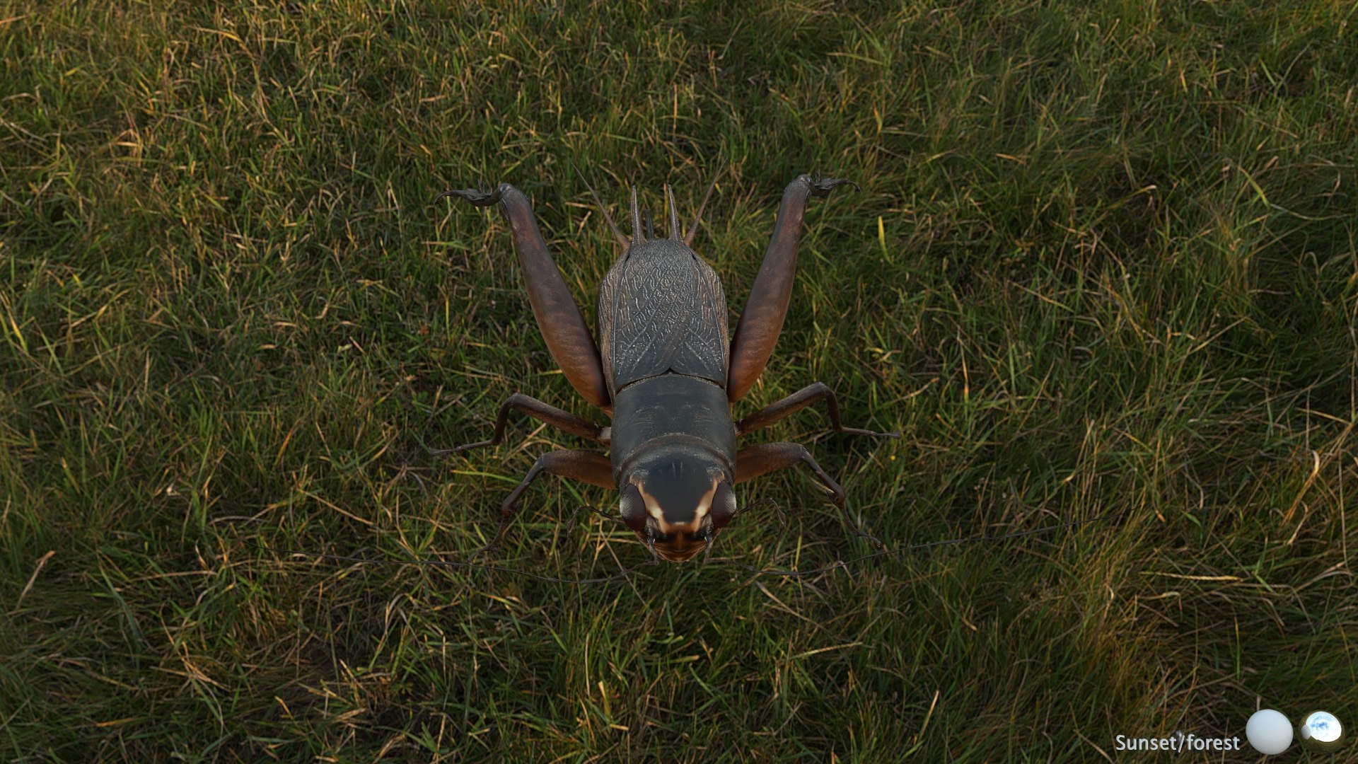 3D Cricket Model - TurboSquid 2409269