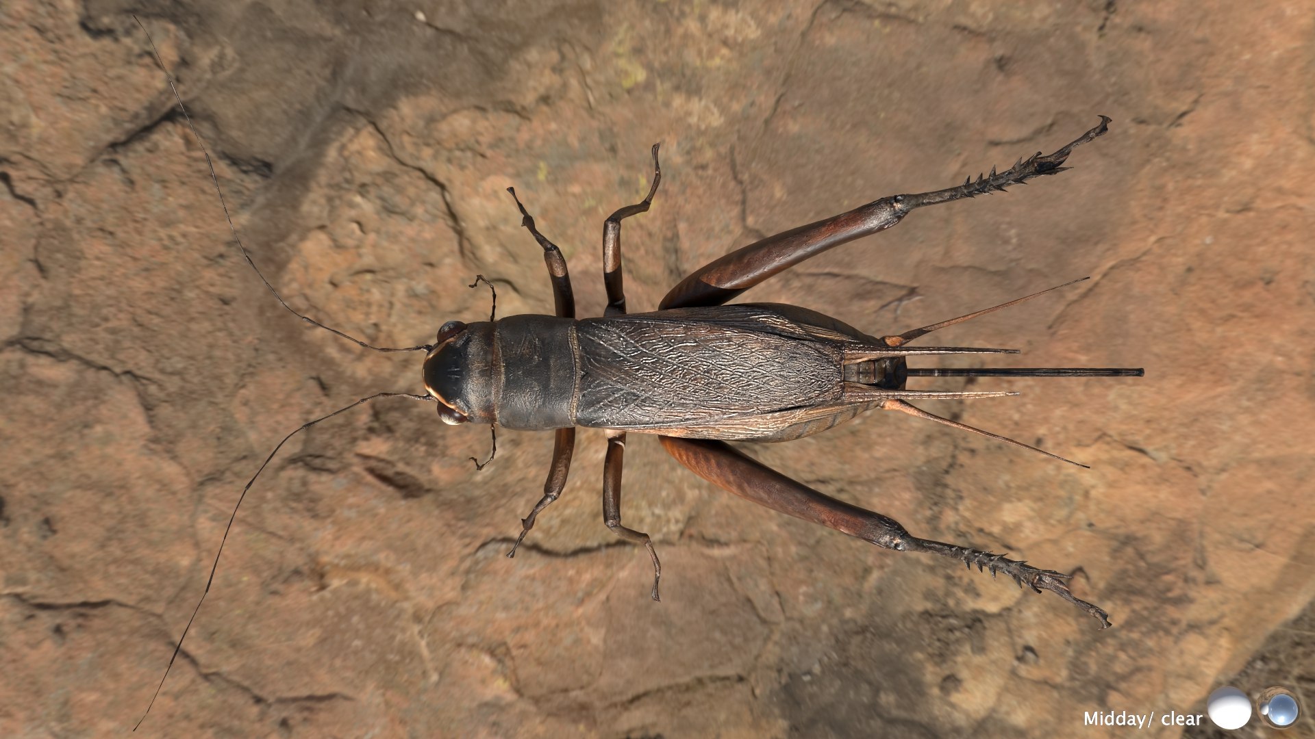 3D Cricket Model - TurboSquid 2409269