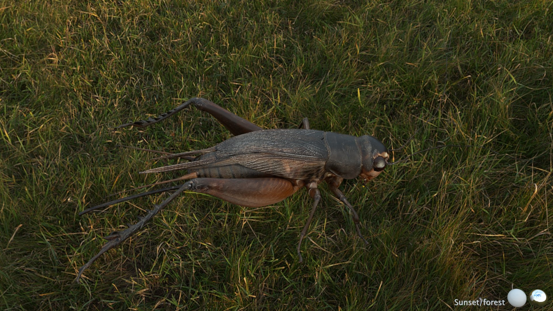 3D Cricket Model - TurboSquid 2409269